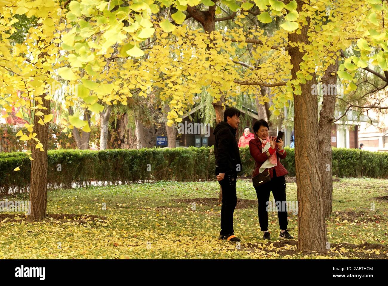 Peple take pictures of the trees and autumn leaves in Yuyuantan Park in ...