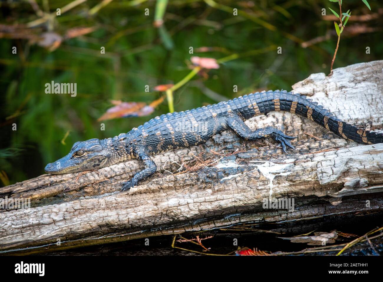 A calm alligator resting atop a log in the Bird Rookery Swamp, Naples ...