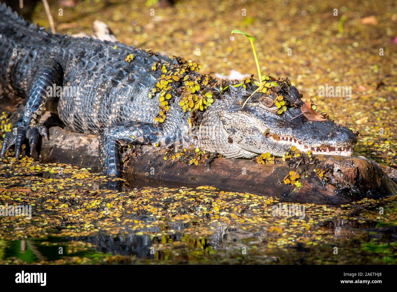 A calm alligator resting atop a log in the Bird Rookery Swamp, Naples ...
