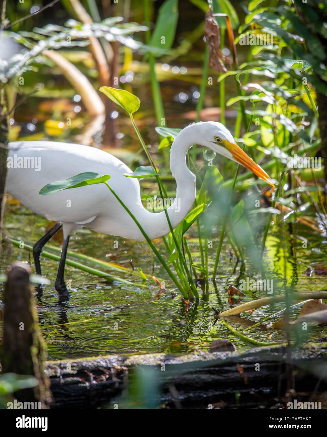 A Great Egret wandering around the Florida wetland, Bird Rookery Swamp ...