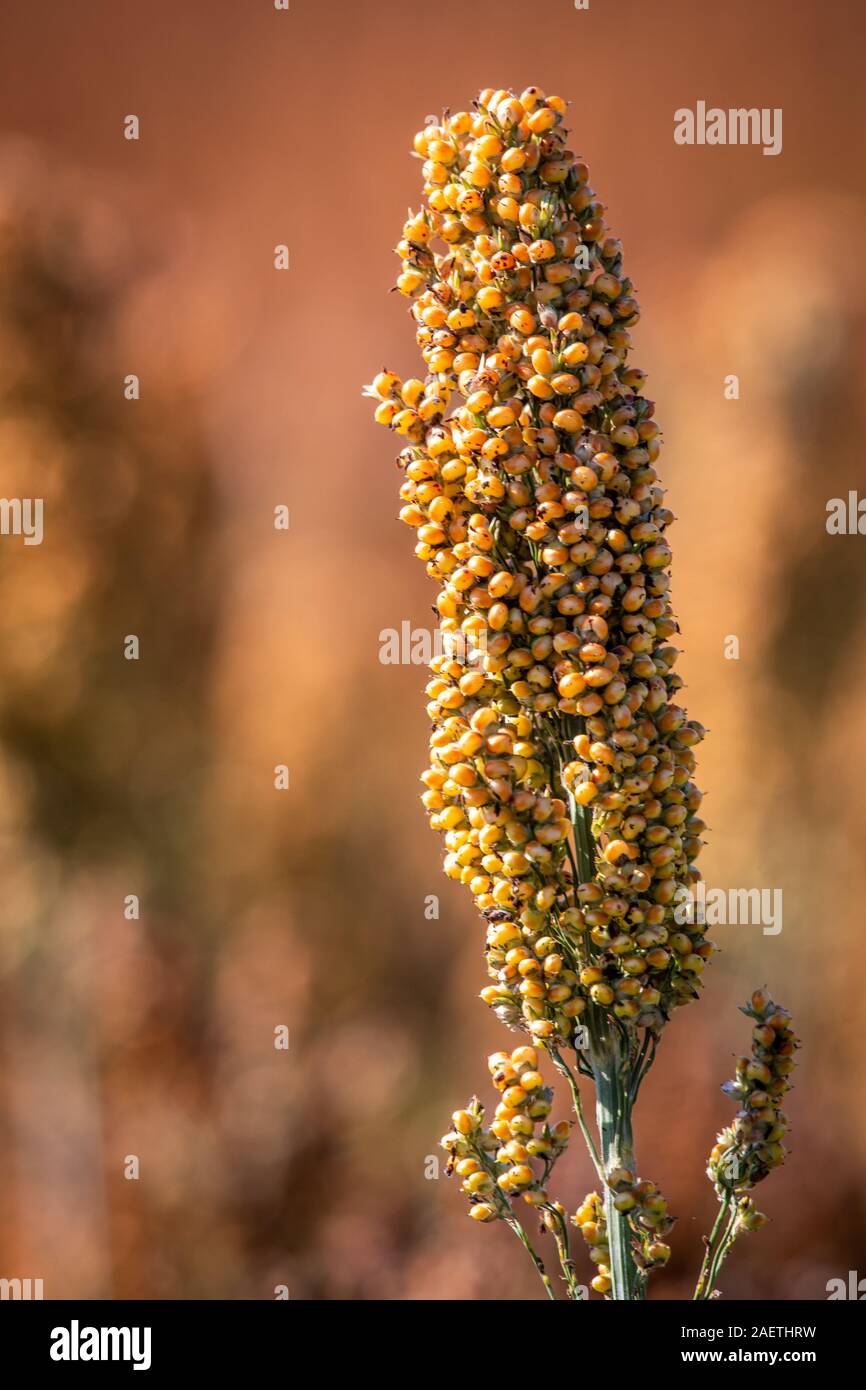 Sorghum row crops ready to harvest, Hughsville, Maryland Stock Photo ...