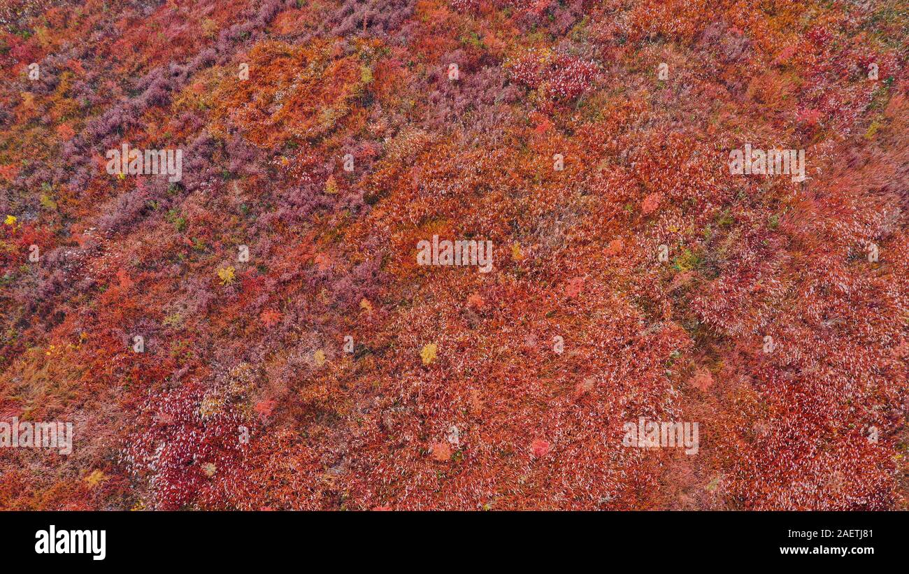 Aerial view of a type of red water plant growing from the riverbed of ...