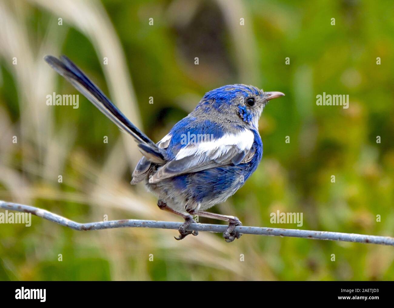Australian blue winged birds hi-res stock photography and images - Alamy