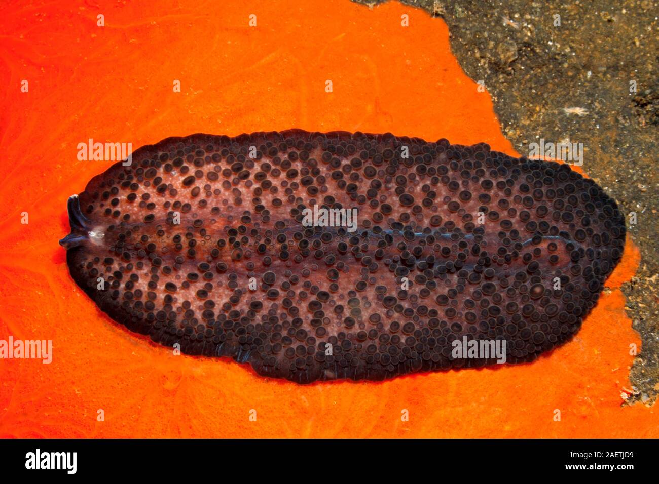 Flatworms hi-res stock photography and images - Alamy