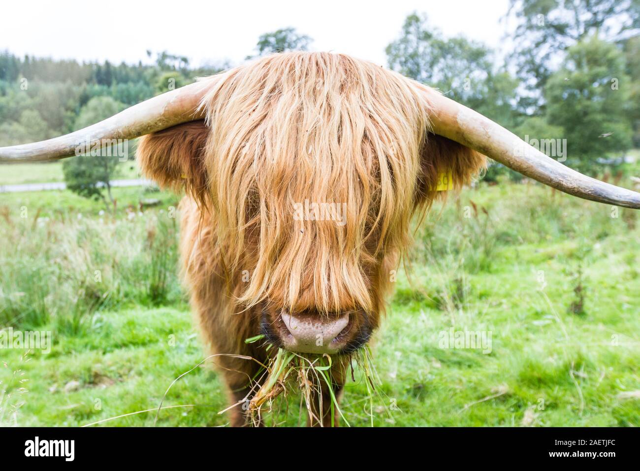 Close up of a brown highland bull in fresh green pastures in the ...