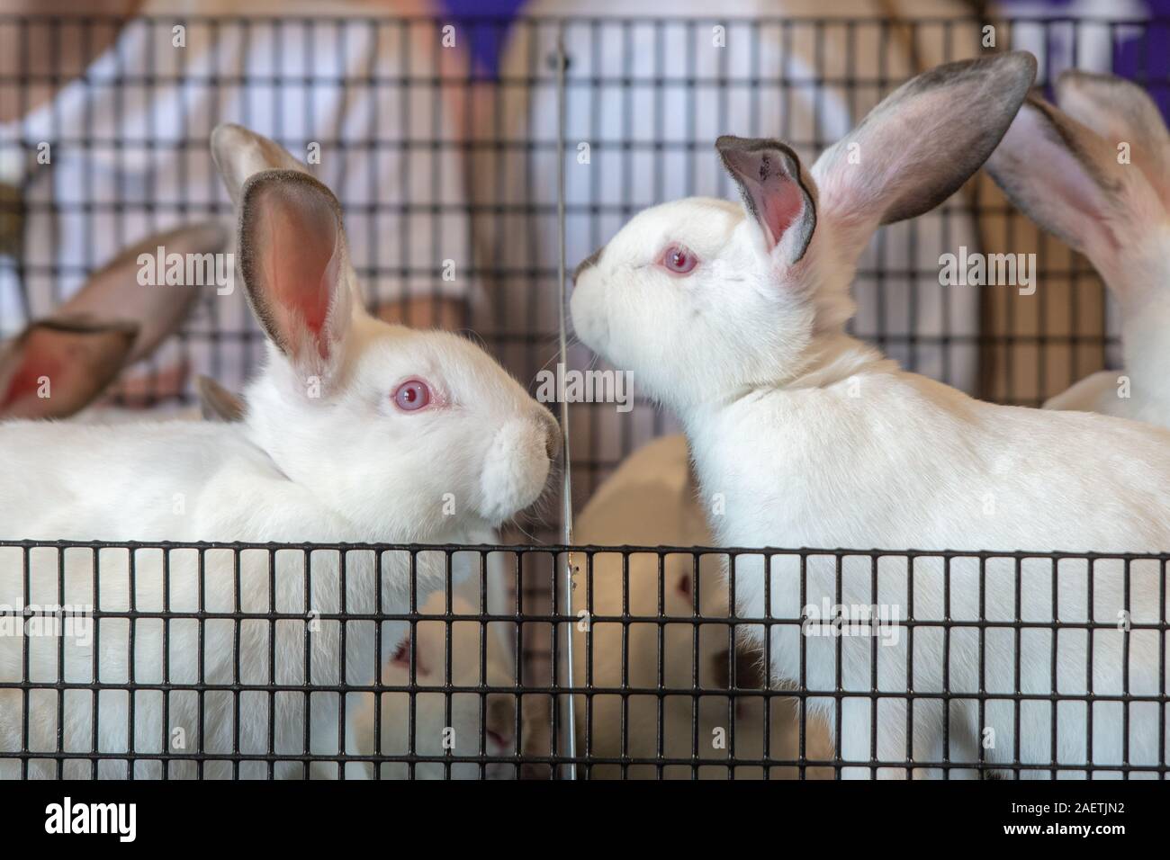 Rabbits eagerly awaiting showing and judging, Maryland State Fair Stock ...