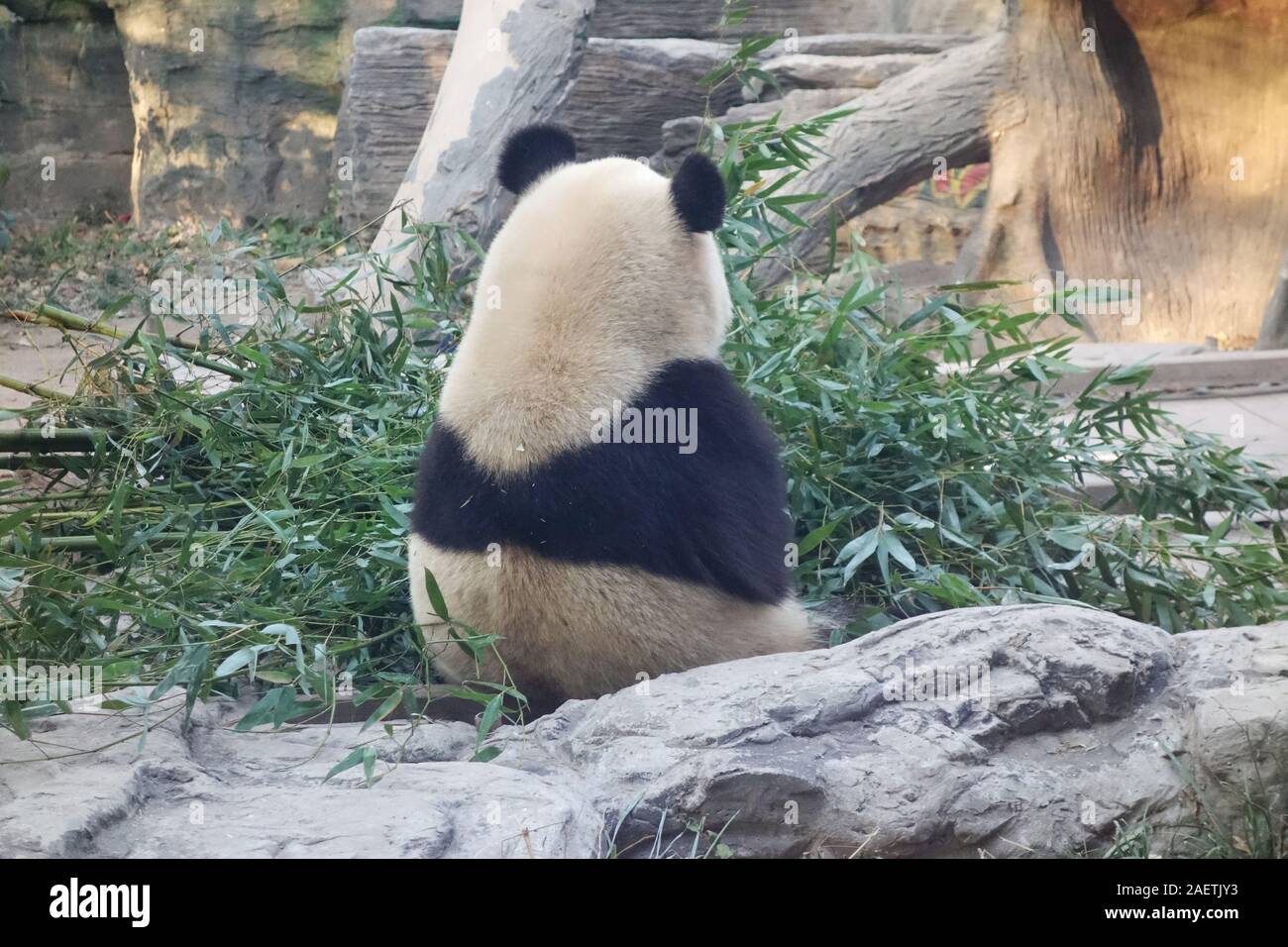 Panda Sitting Back