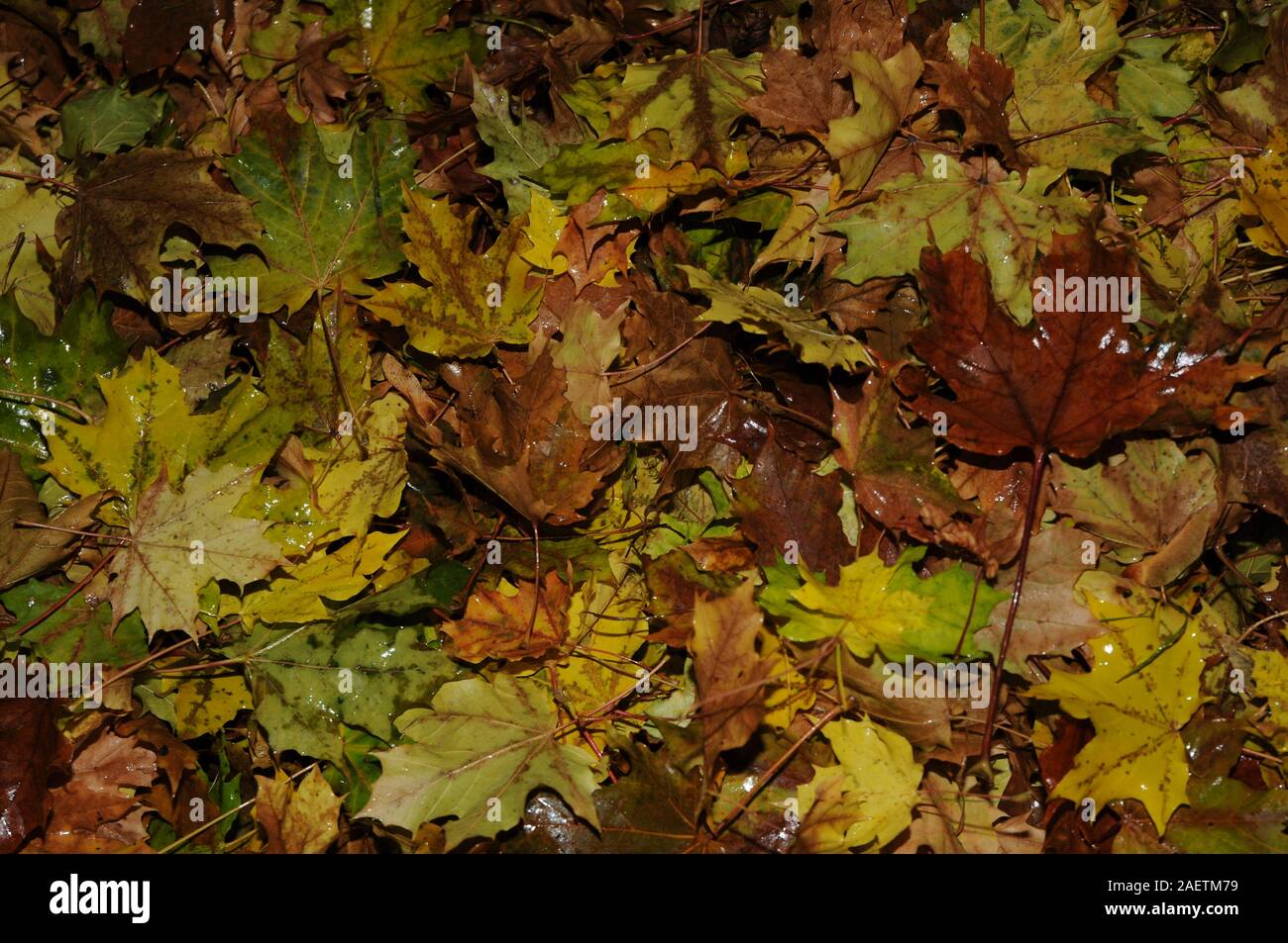 A pile of Maple leaves Stock Photo - Alamy