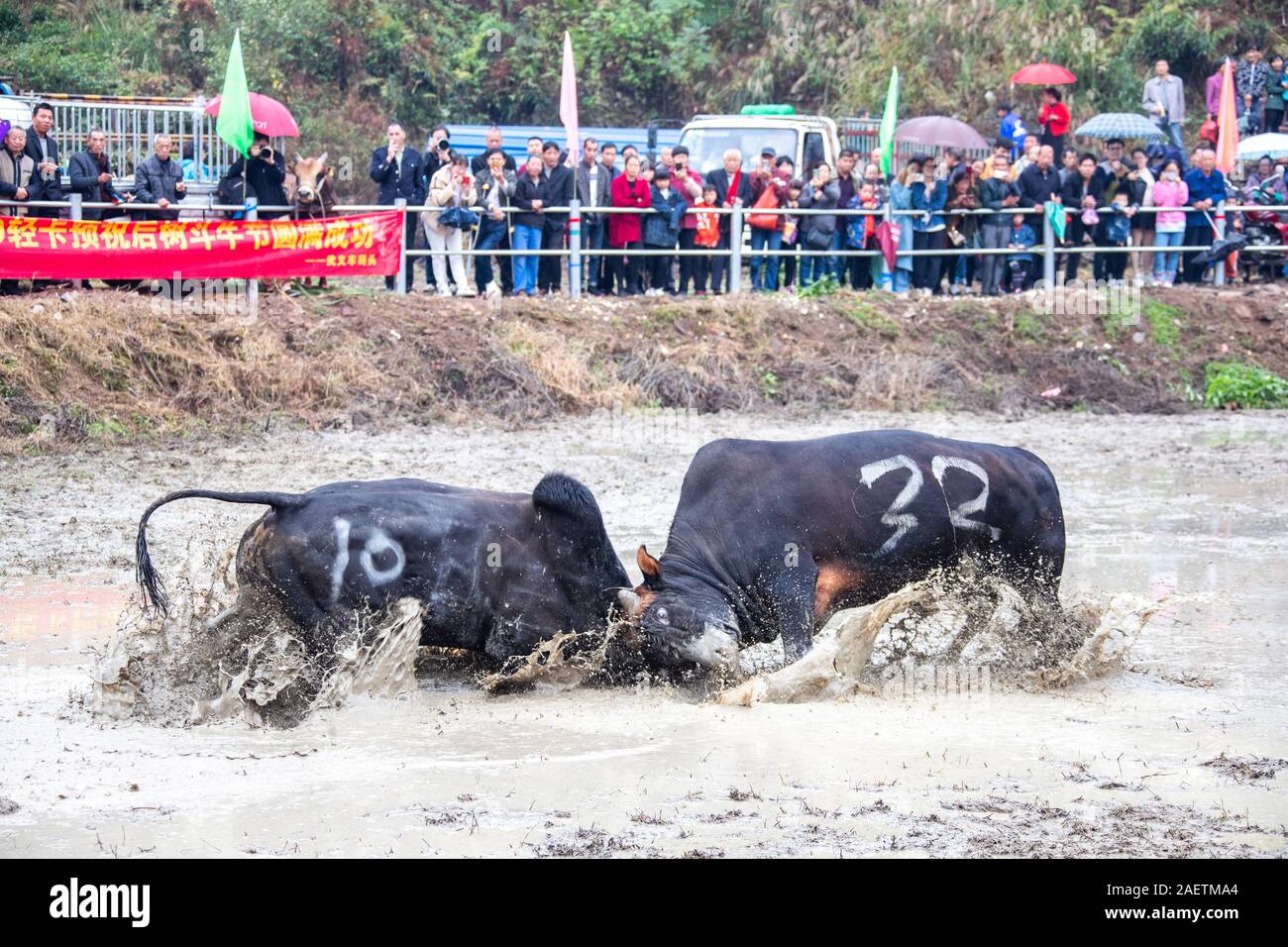 Bulls fight against each other at the 27th Bull Fight Competition in ...