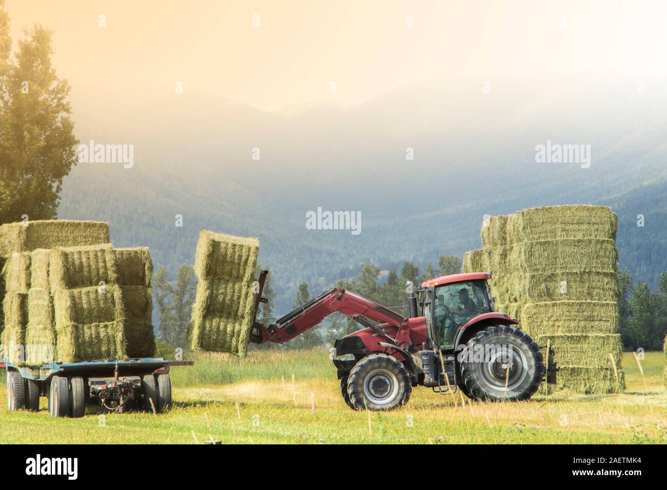 Grain corn wheat load loading hi-res stock photography and images - Alamy