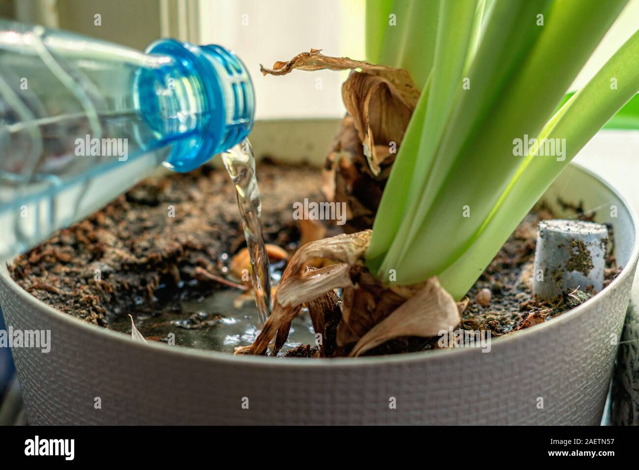 Plant irrigation bottle hi-res stock photography and images - Alamy