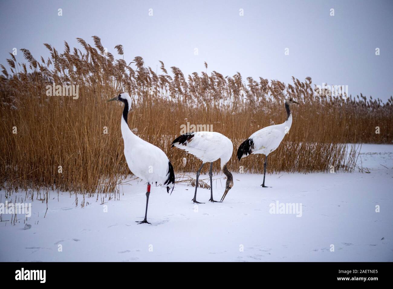 Heilongjiang zhalong national nature reserve hi-res stock photography ...