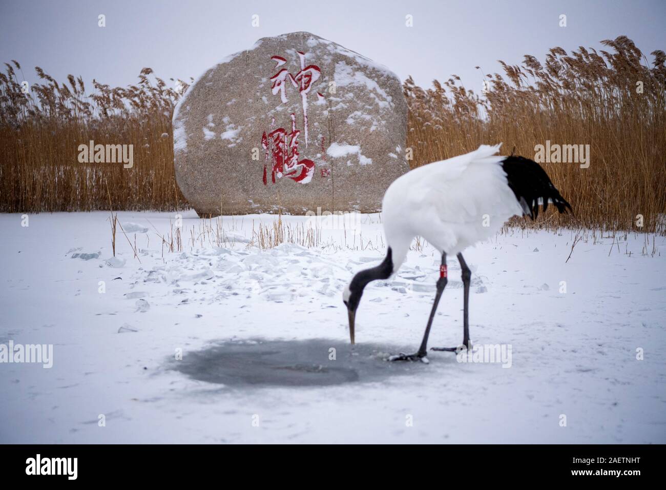 Zhalong nature reserve hi-res stock photography and images - Alamy