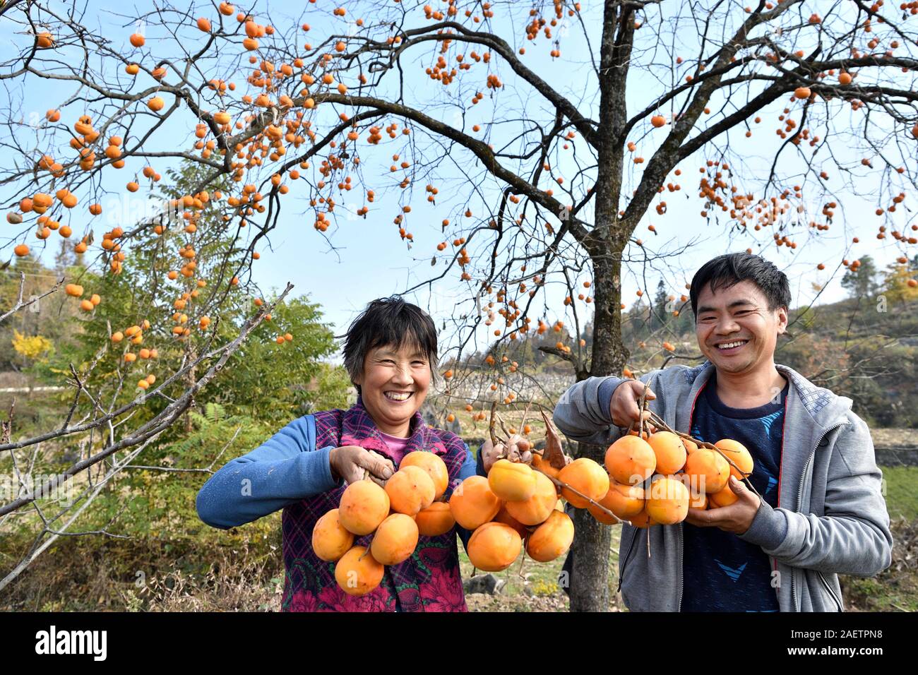 Farmers show the persimmon picked up from a persimmon tree in Baokang ...