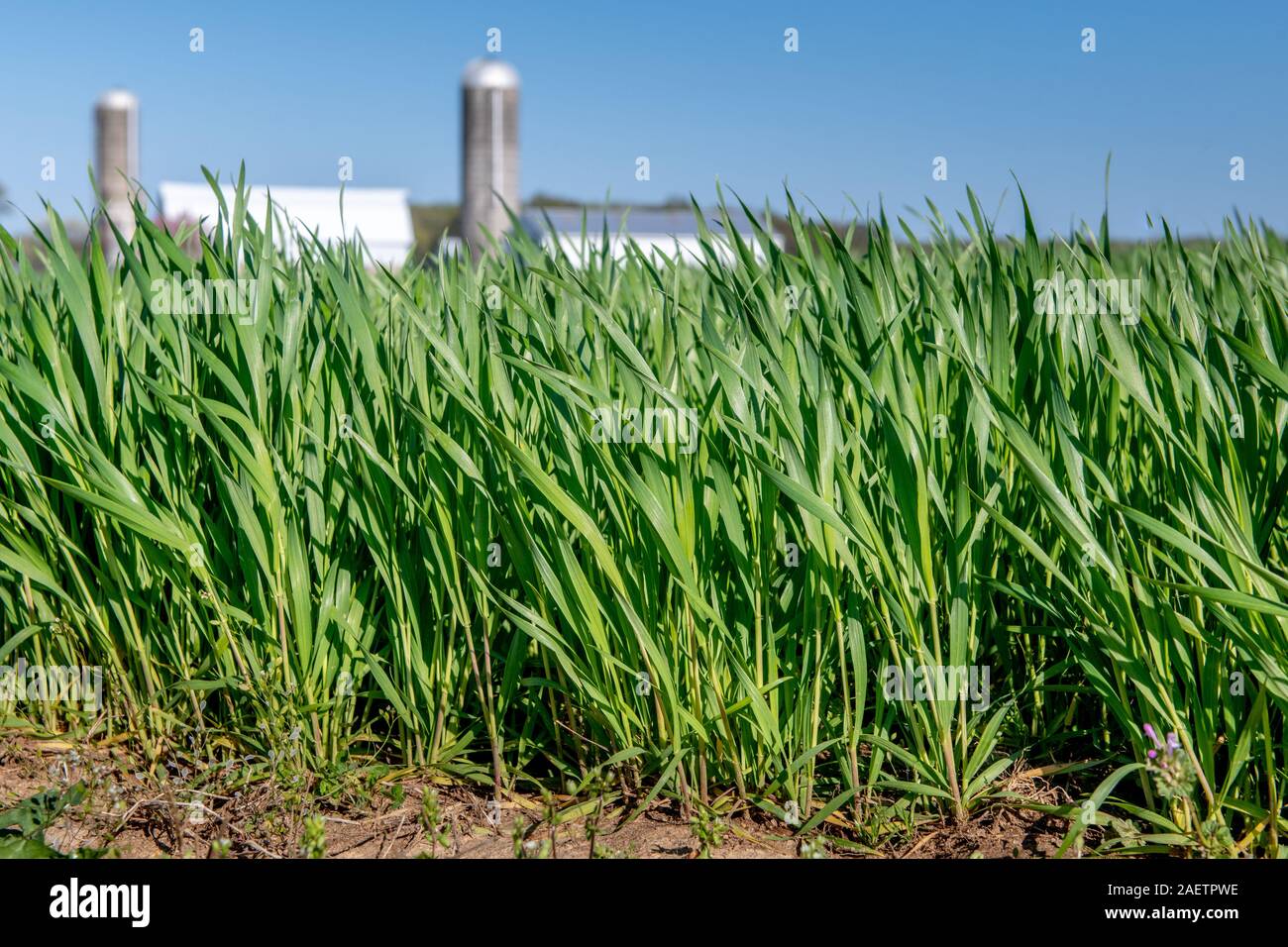 Cover crops growing on farmland in Kent county, Rock Hall, Maryland ...