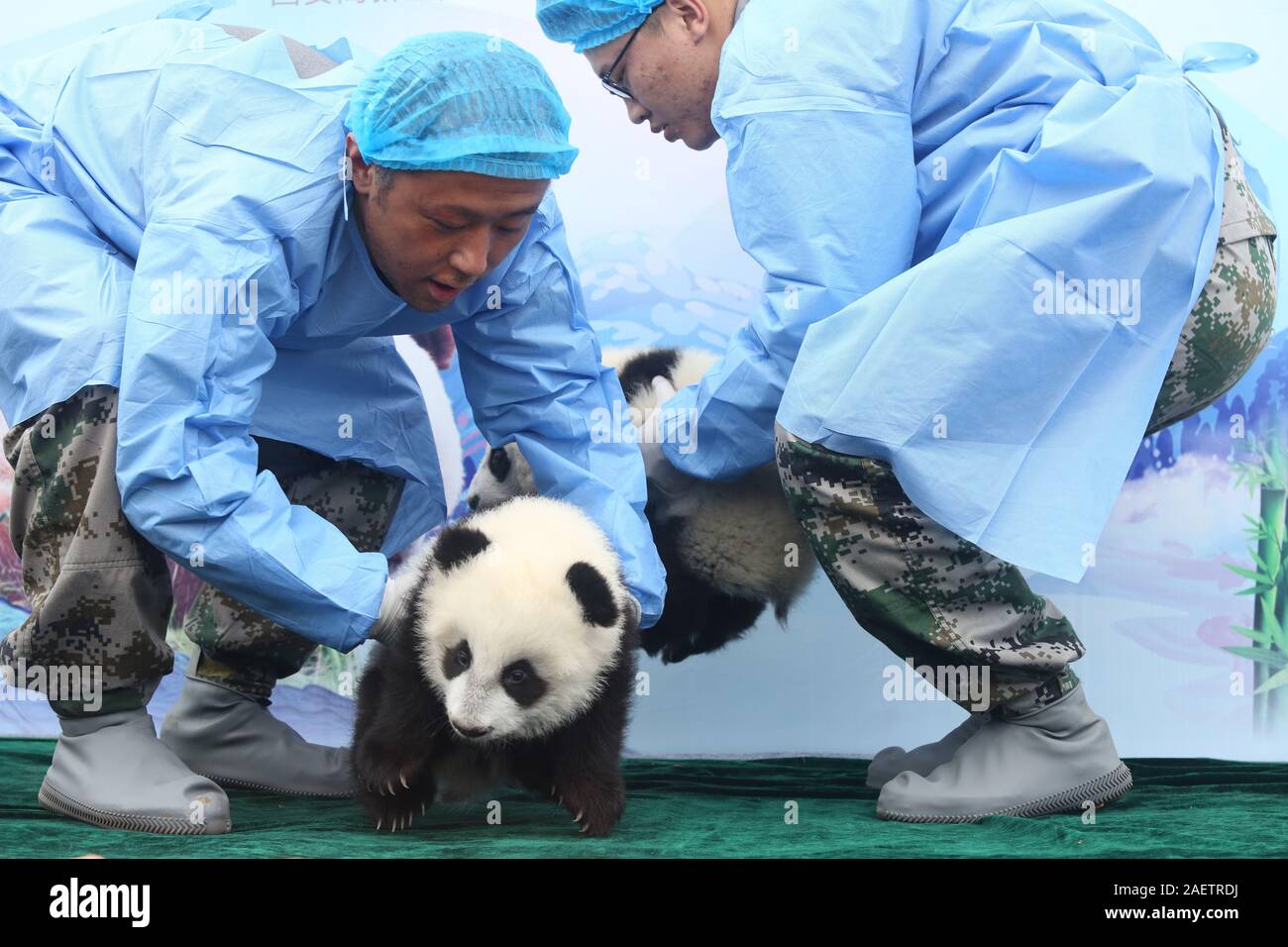 Giant Panda Qinling China High Resolution Stock Photography and Images - Alamy