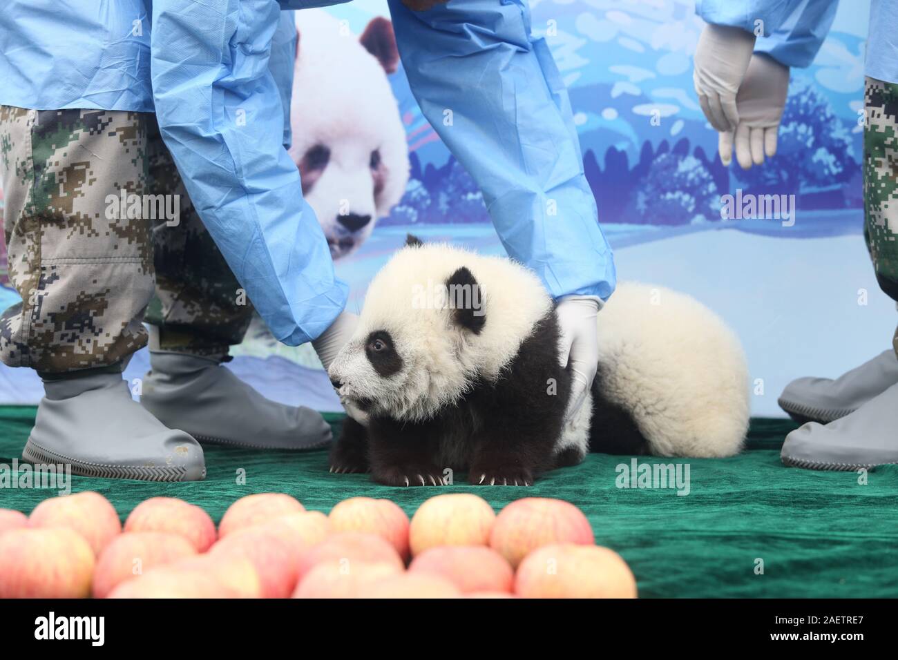 Qinling Panda High Resolution Stock Photography and Images - Alamy