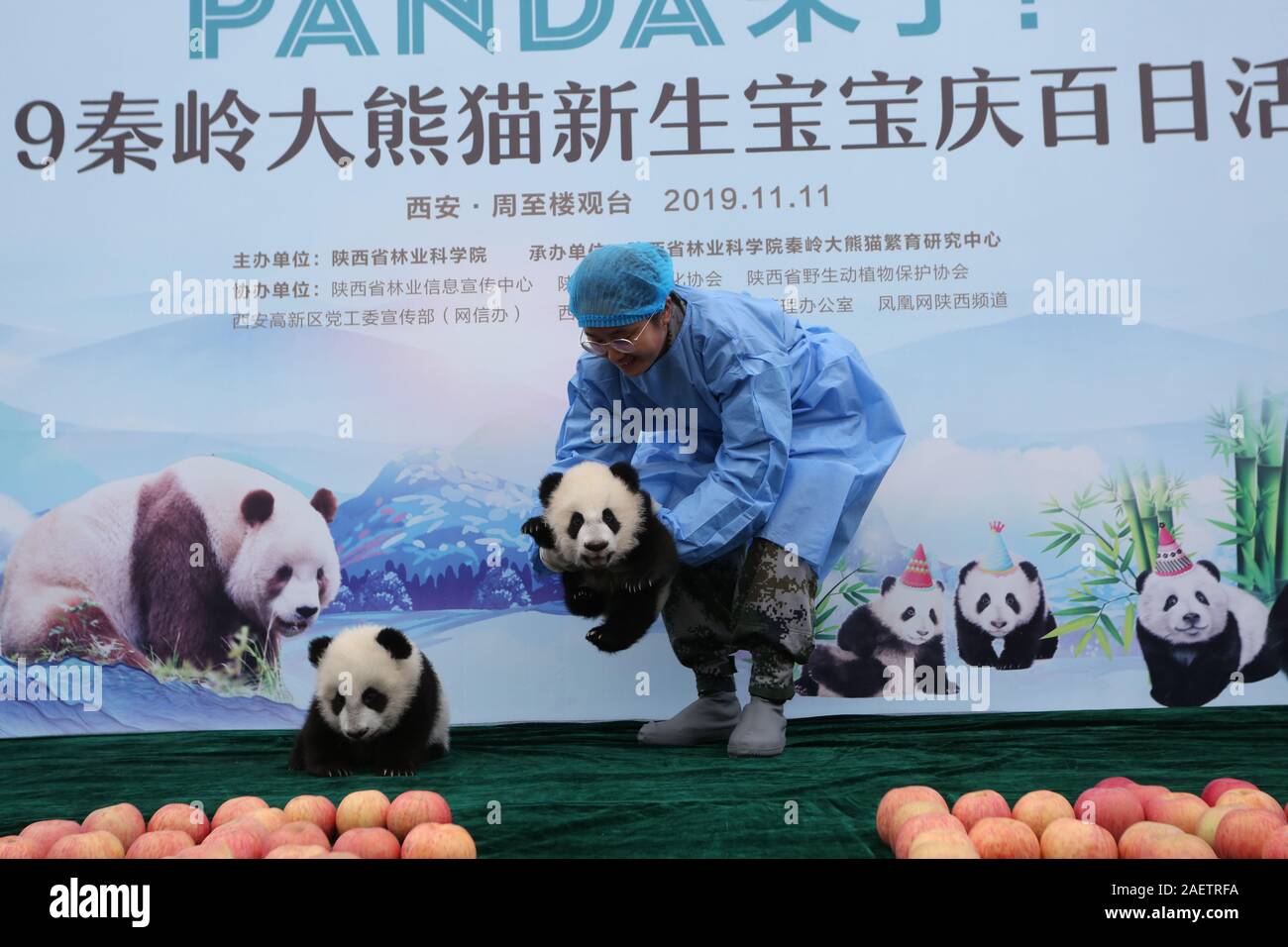 Qinling panda hi-res stock photography and images - Alamy