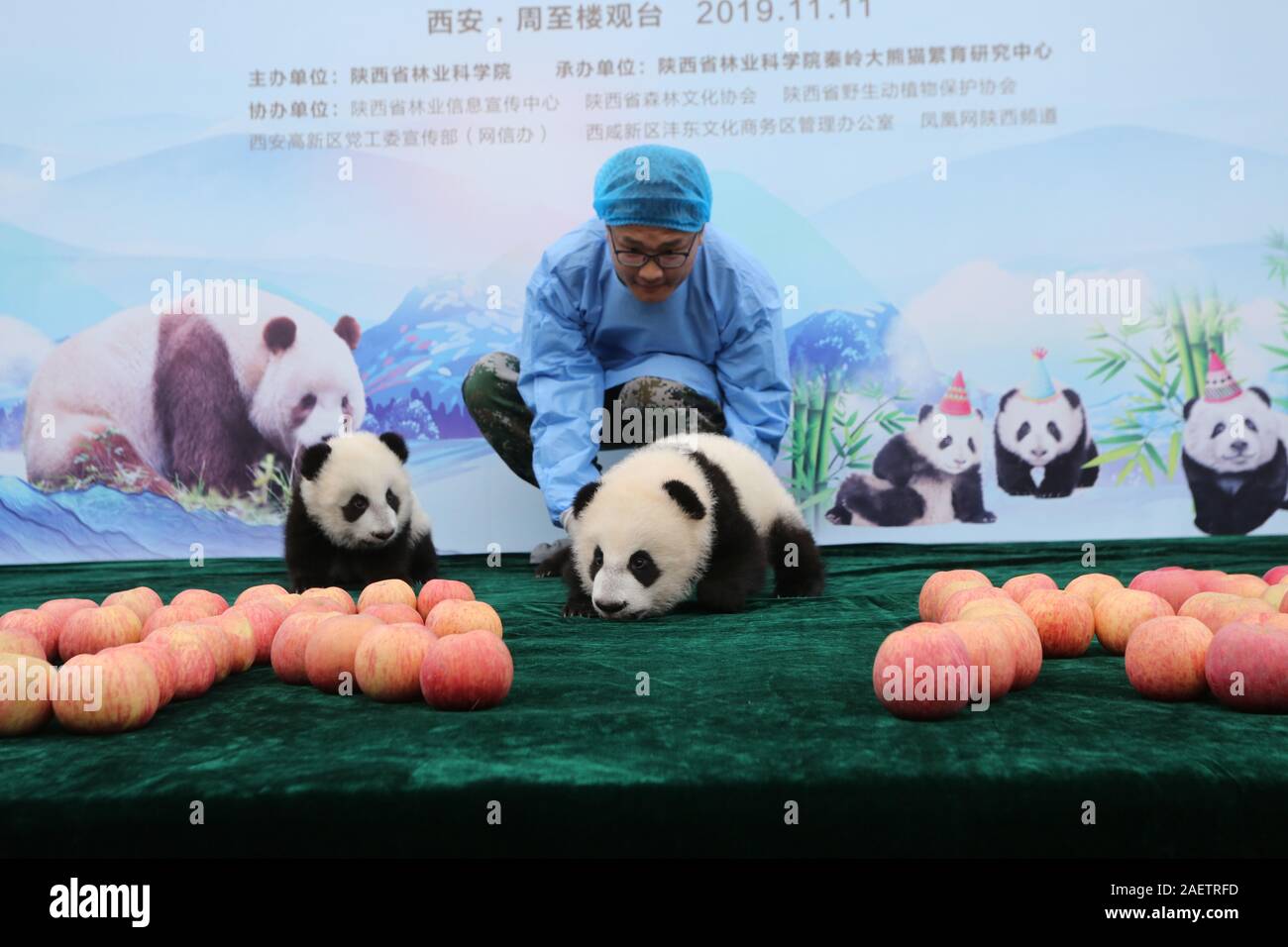 Qinling panda hi-res stock photography and images - Alamy