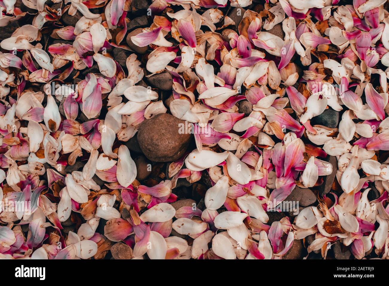 Smooth petals hi-res stock photography and images - Alamy