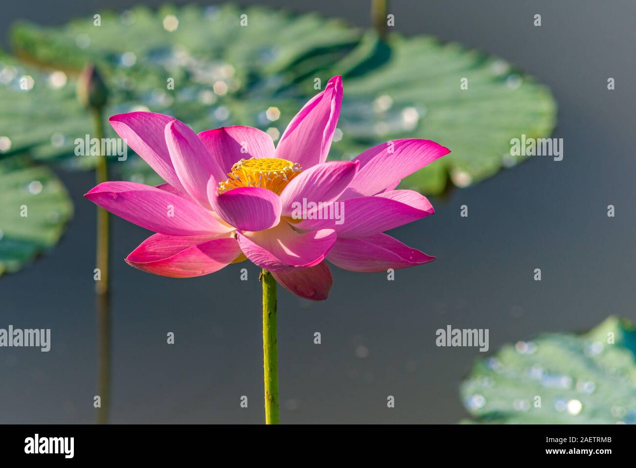 Close up photo of beautiful blooming lotus on water Stock Photo - Alamy