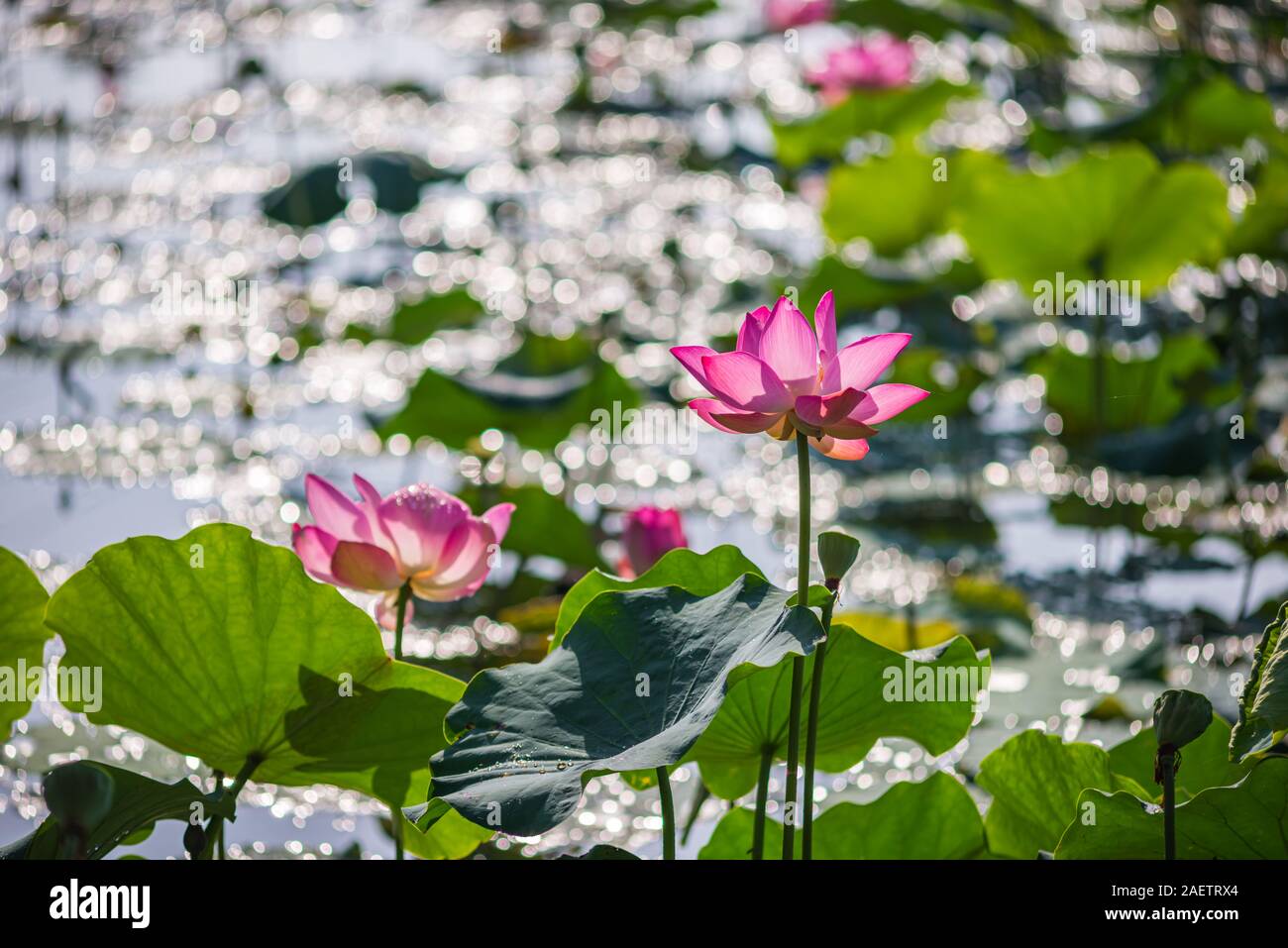 Lovely scenery of blooming pink lotus flower in the pond Stock Photo ...