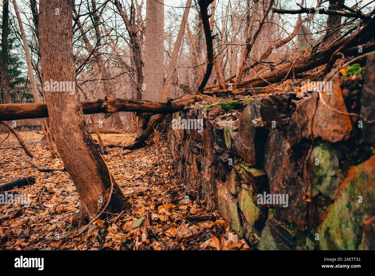 Mossy patch hi-res stock photography and images - Alamy