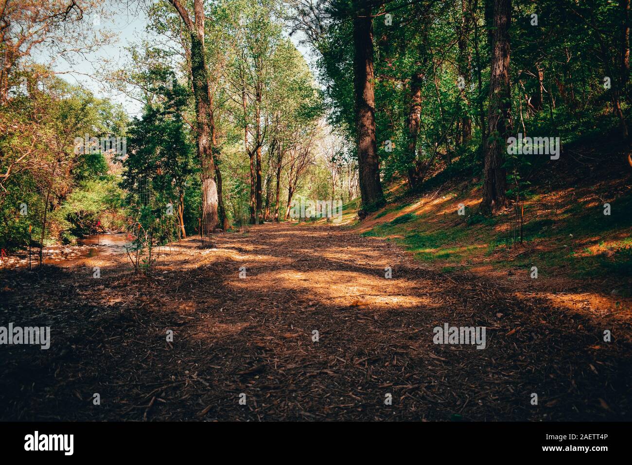 A Low Down Shot of the Forest Floor Stock Photo - Alamy