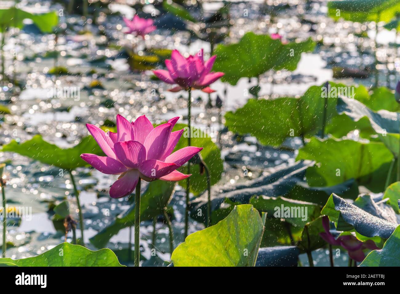 Stunning lotus flower plant blooming on water pond Stock Photo - Alamy