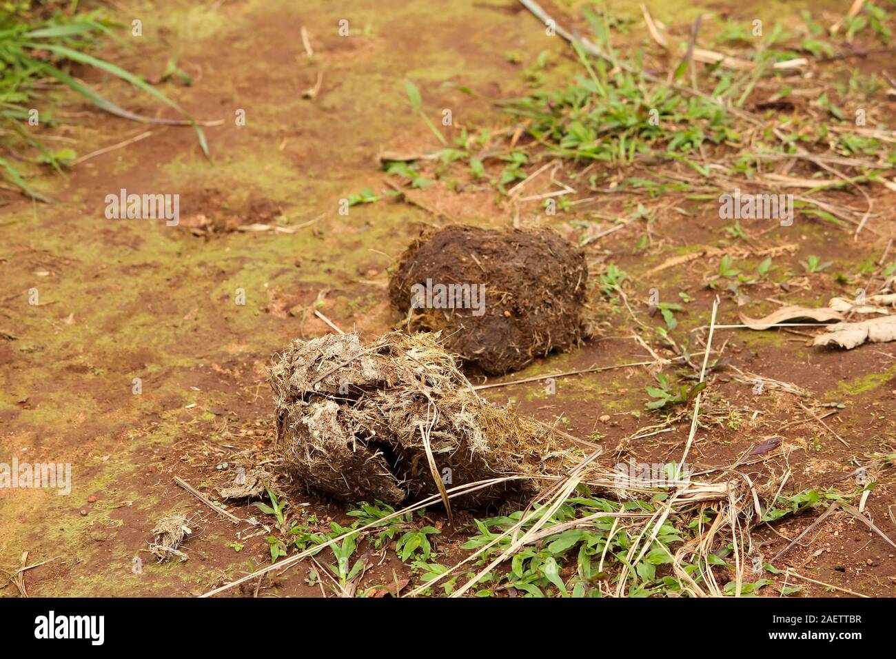 View of elephant droppings during the jungle safari in Thekkady, Kerala ...