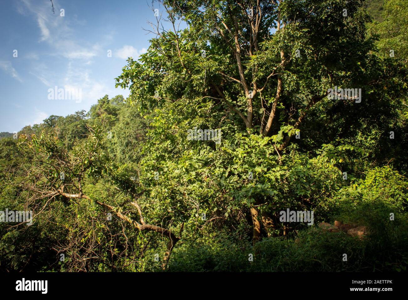 Landscape view along the ghat road on the way to Yercaud, Salem, India ...