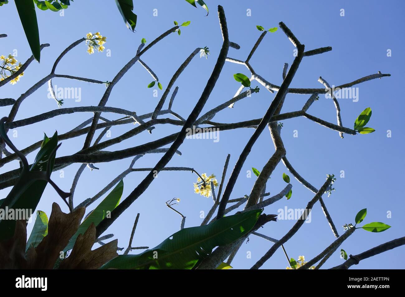 Branches grow with flowers up to the blue sky in Bali, Indonesia Stock ...