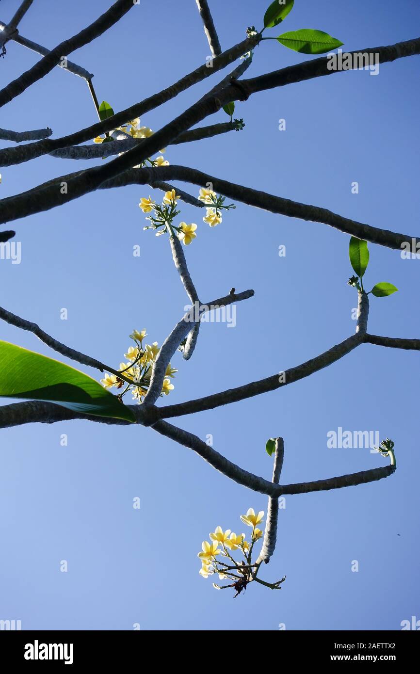 Branches grow with flowers up to the blue sky in Bali, Indonesia Stock ...