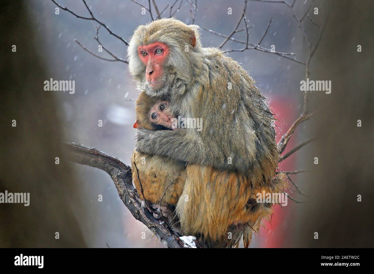 Kid monkey hi-res stock photography and images - Alamy