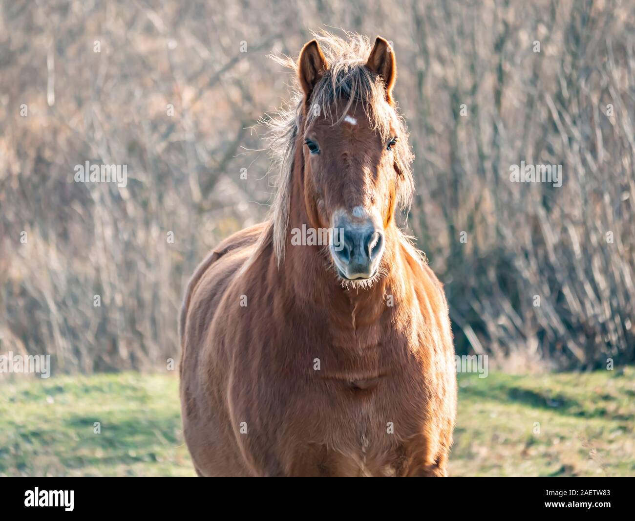 Brown horse on a pasture in sunbeam. Animals. Farm Stock Photo - Alamy