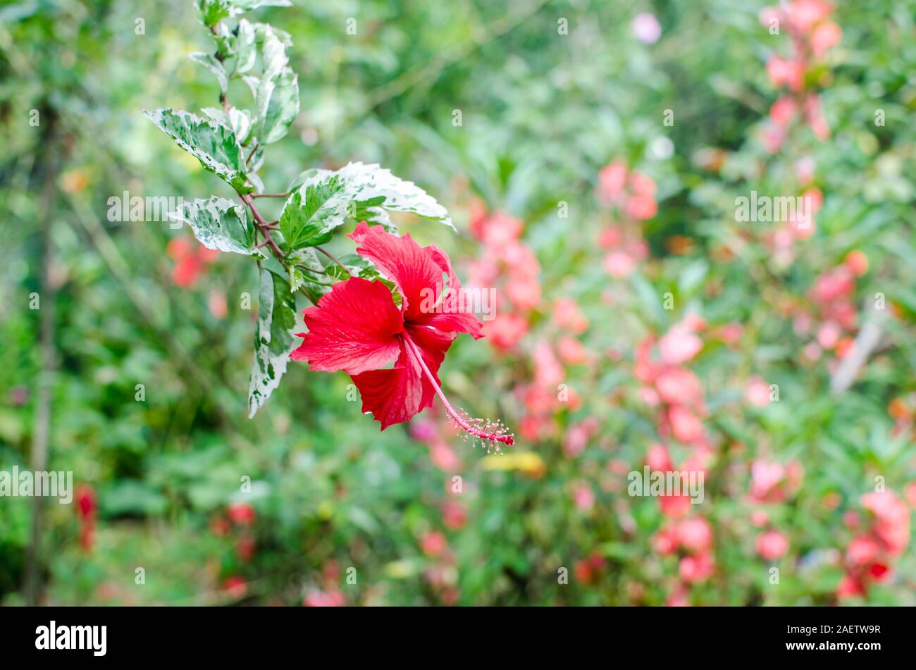 Variegated hibiscus rosa sinensis shades hi-res stock photography and ...