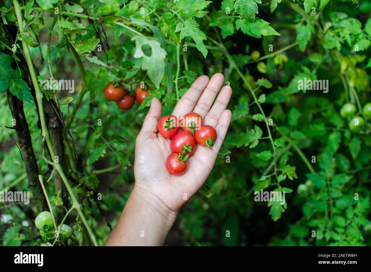Tomatoes varieties hi-res stock photography and images - Alamy