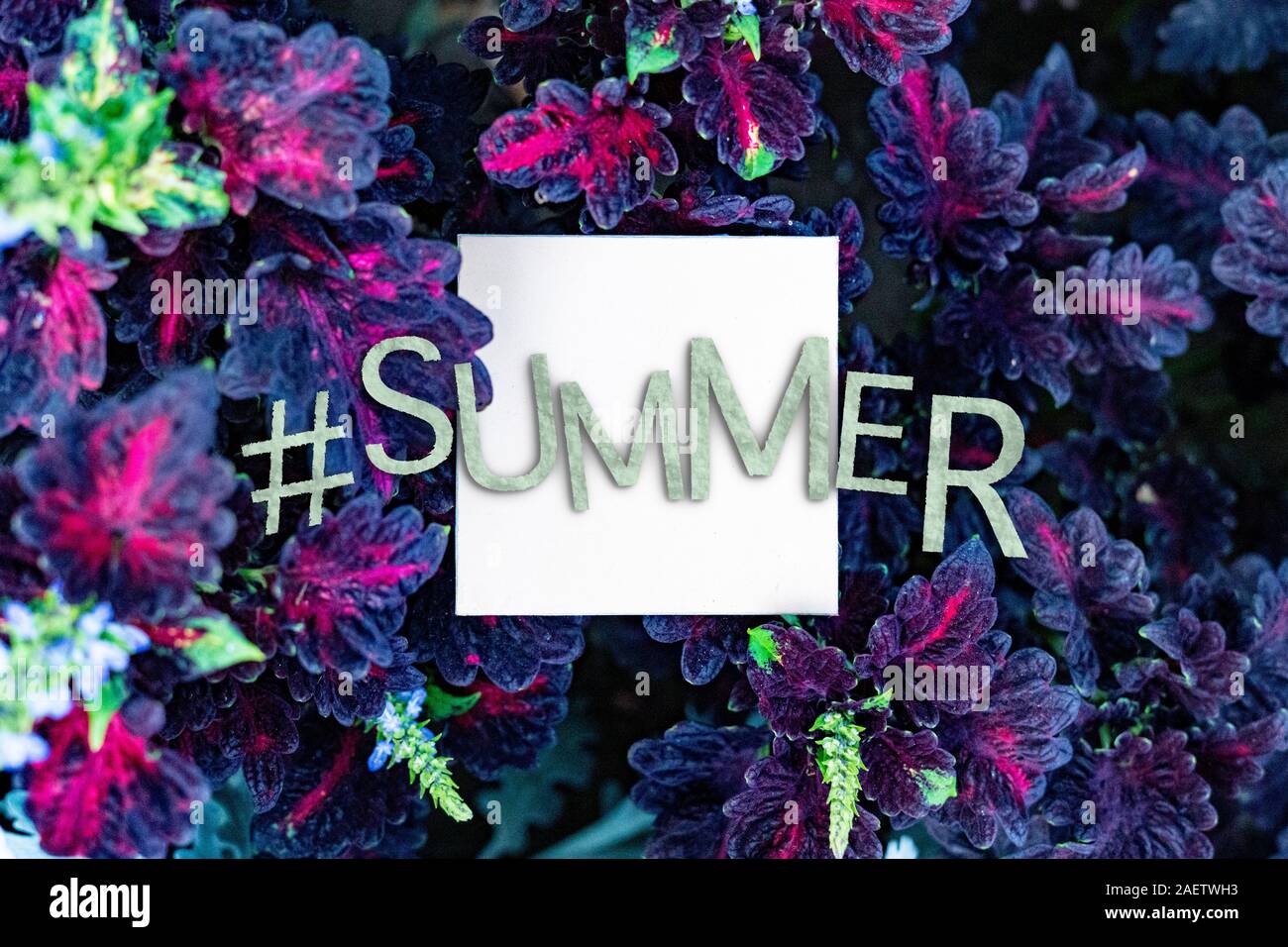 a hashtag summer word text on the leafs and flowers background with ...