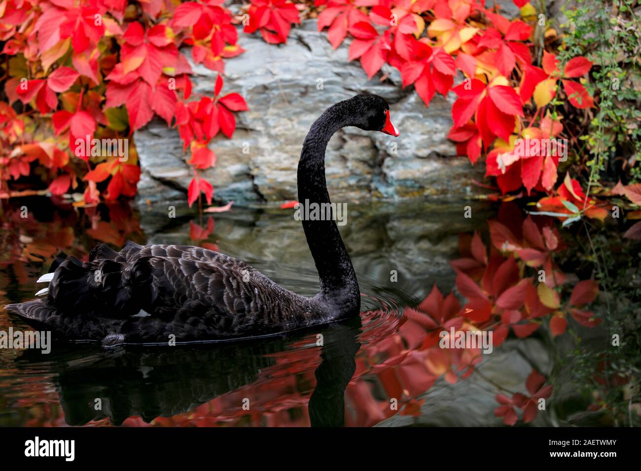 View of a swan in the Summer Palace in Beijing, China, 6 November 2019 ...