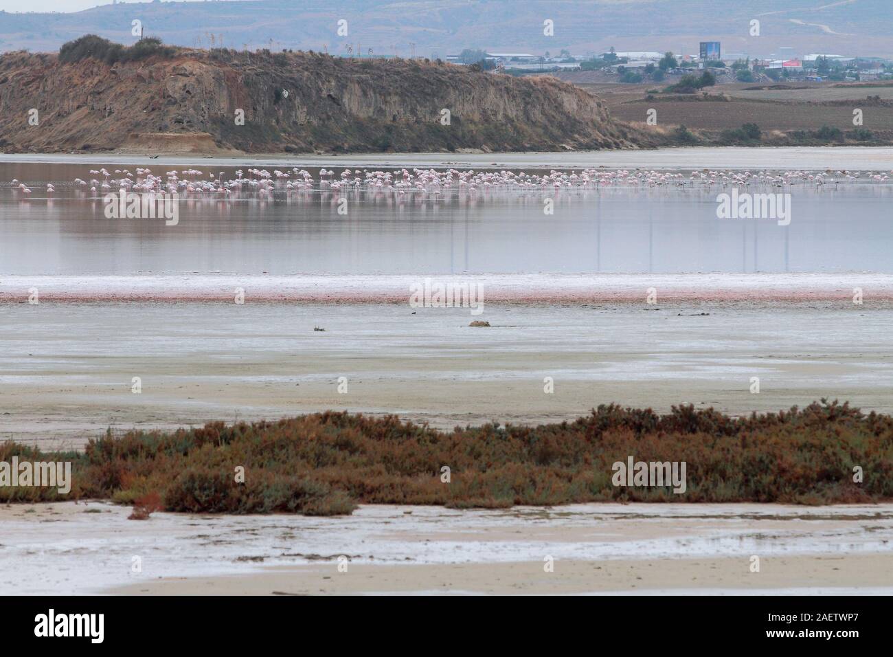 Pink flamingo larnaca hi-res stock photography and images - Alamy