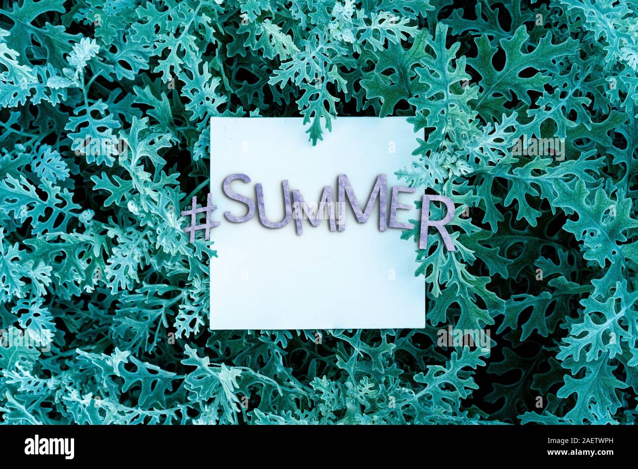 a hashtag summer word text on the leafs and flowers background with ...