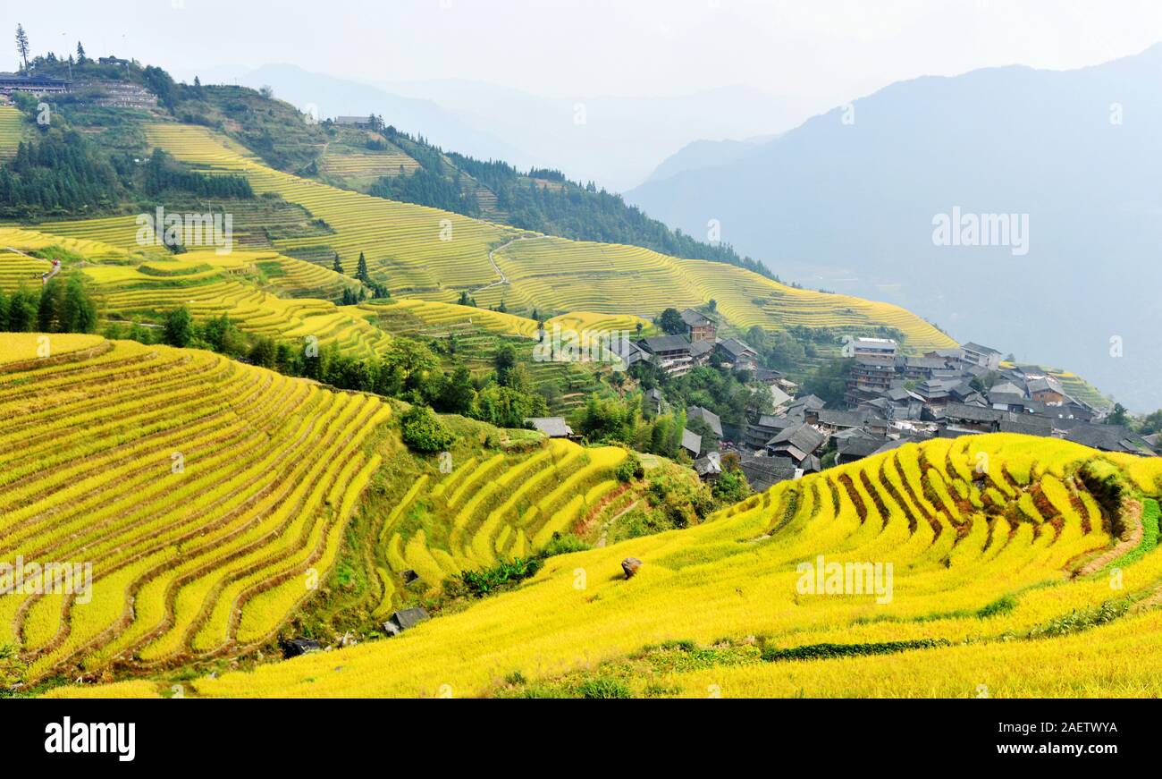 An aerial view of Longsheng Rice Terraces, also known as Longji Rice ...