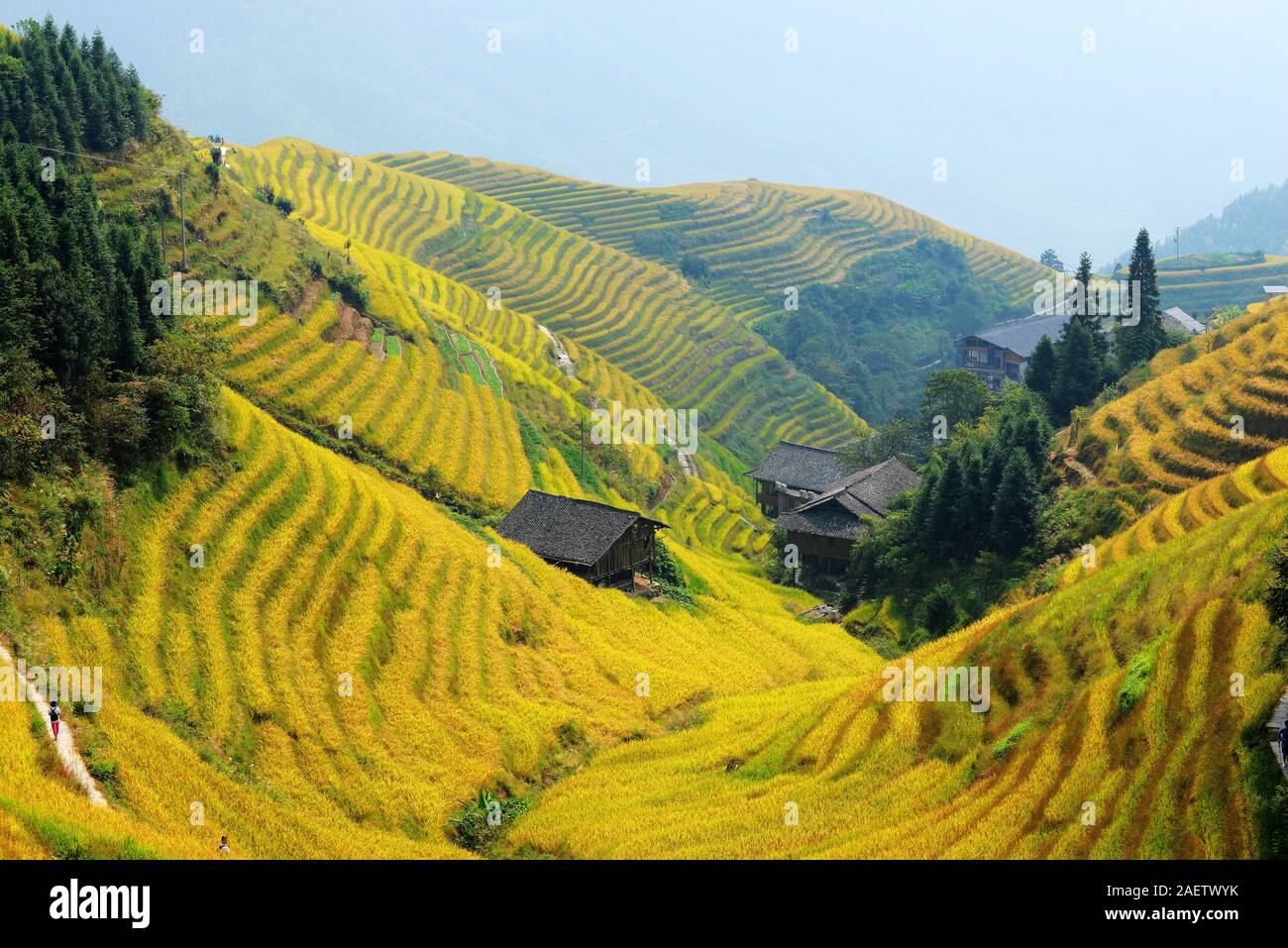 An aerial view of Longsheng Rice Terraces, also known as Longji Rice ...