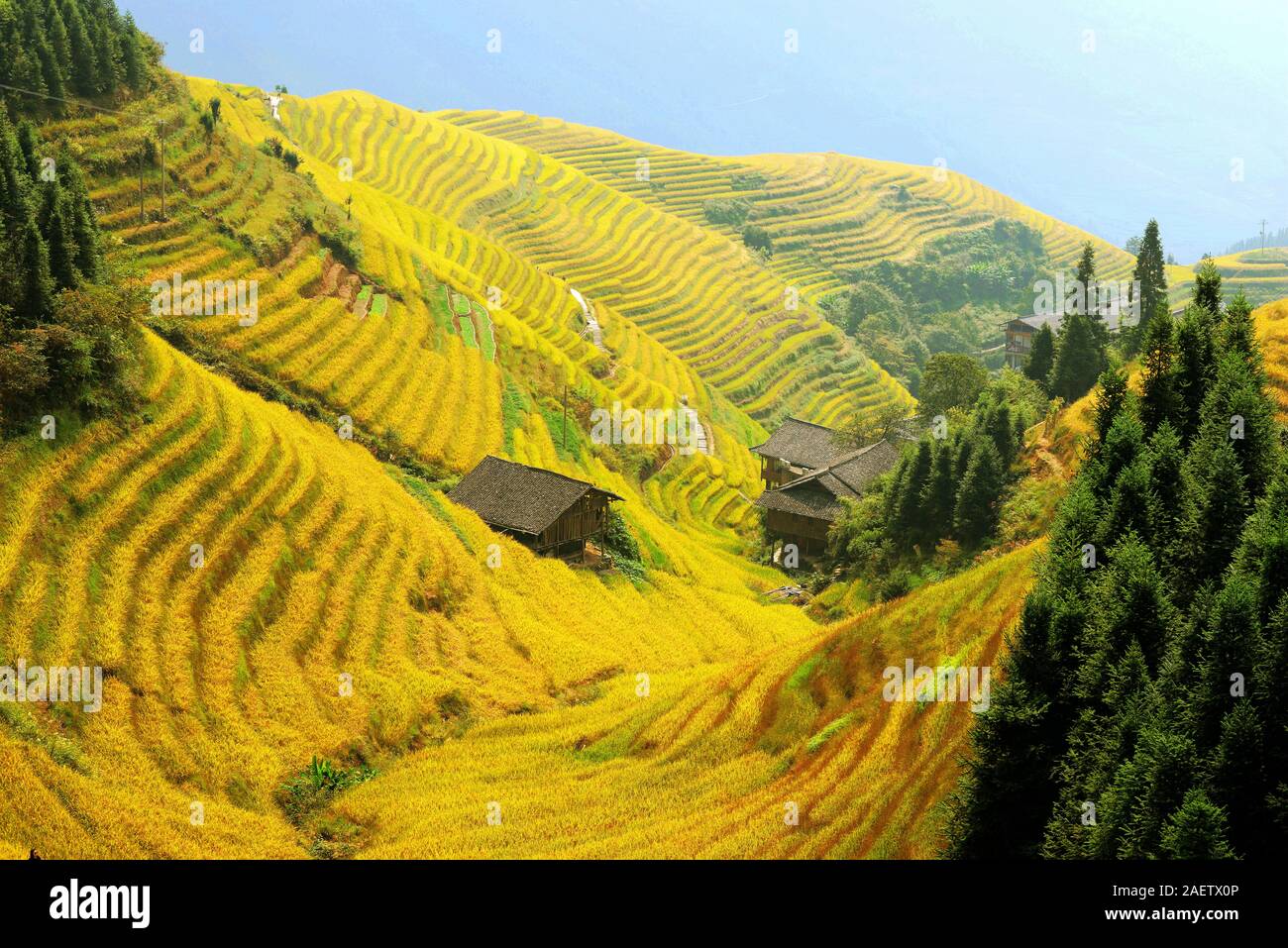 An aerial view of Longsheng Rice Terraces, also known as Longji Rice ...