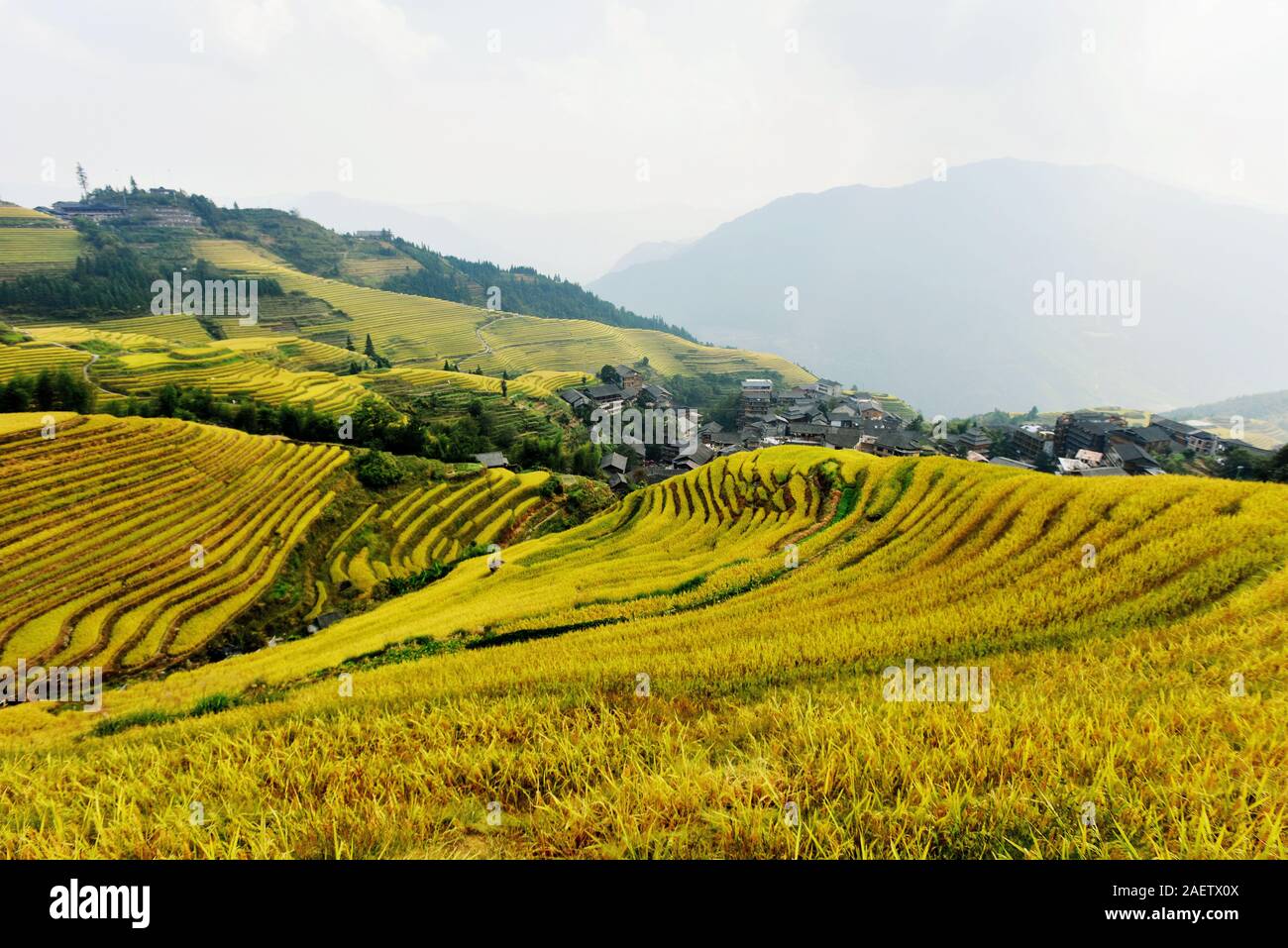 An aerial view of Longsheng Rice Terraces, also known as Longji Rice ...