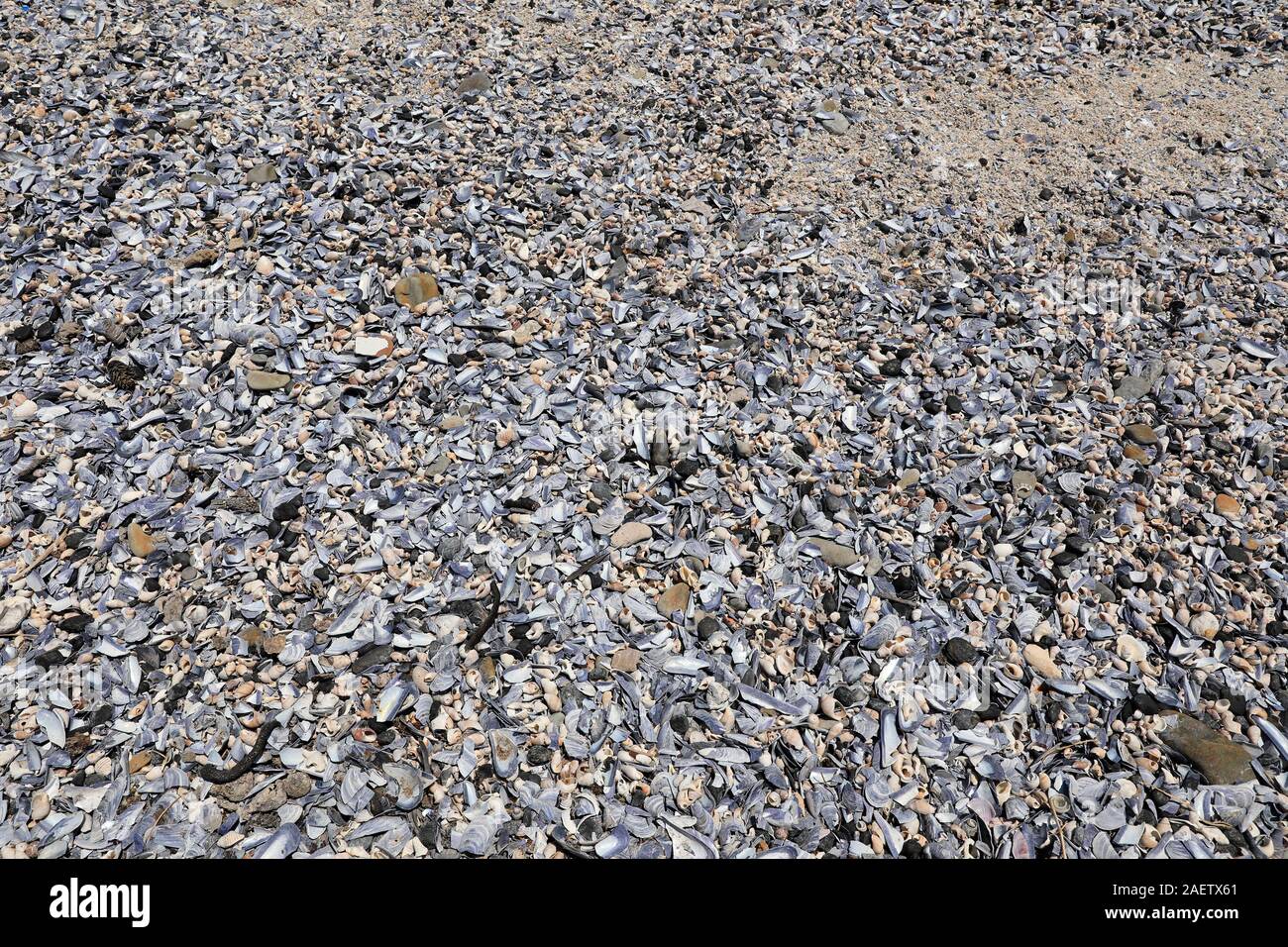 Pebbles and shells hi-res stock photography and images - Alamy