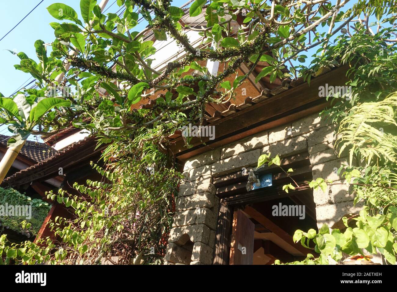 Trees and plants hang in front of a traditional building facade in Bali ...