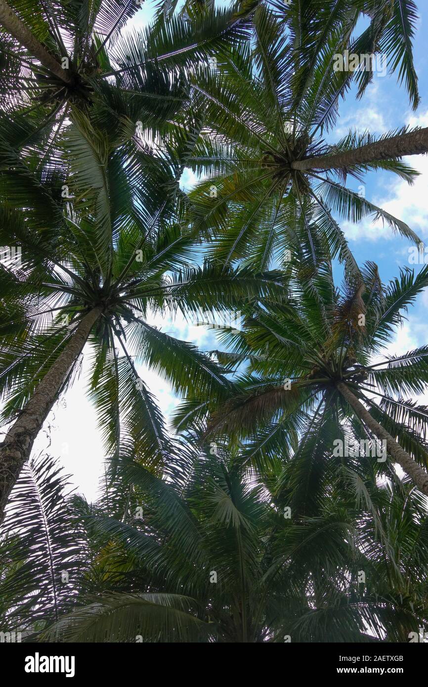 A view up at palm trees and the sky above in Bali, Indonesia Stock ...