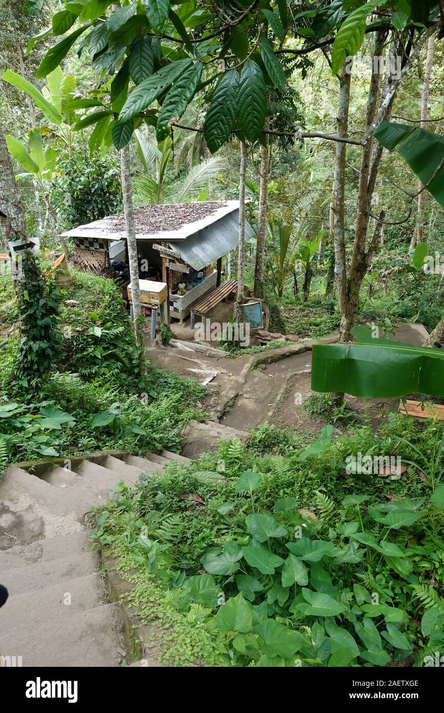 A path of stairs goes through the jungle in Bali, Indonesia Stock Photo ...