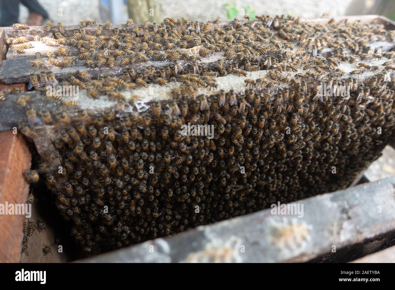 Thousands of bees making honey on a frame of a bee hive in southern ...
